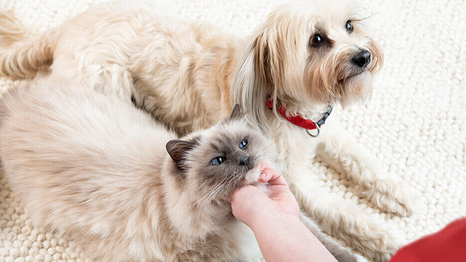 How Do You Separate Dog And Cat Food how-do-you-separate-dog-and-cat-food